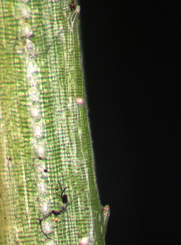 Schizaea bifida - The University of Auckland